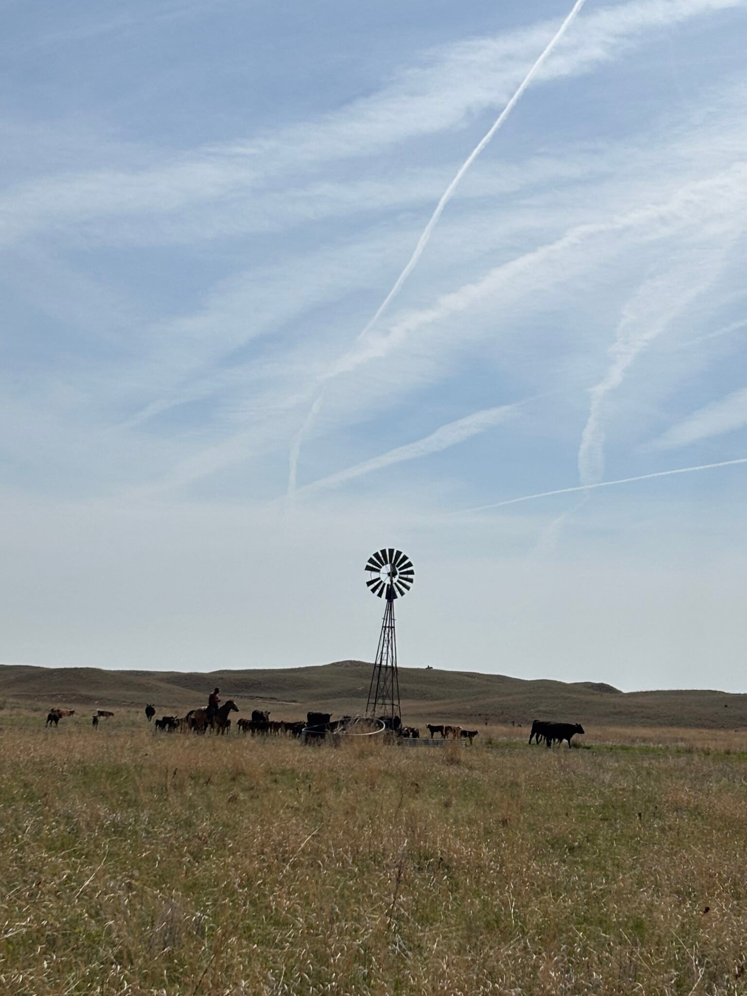 Home - Morgan Ranch Show Cattle