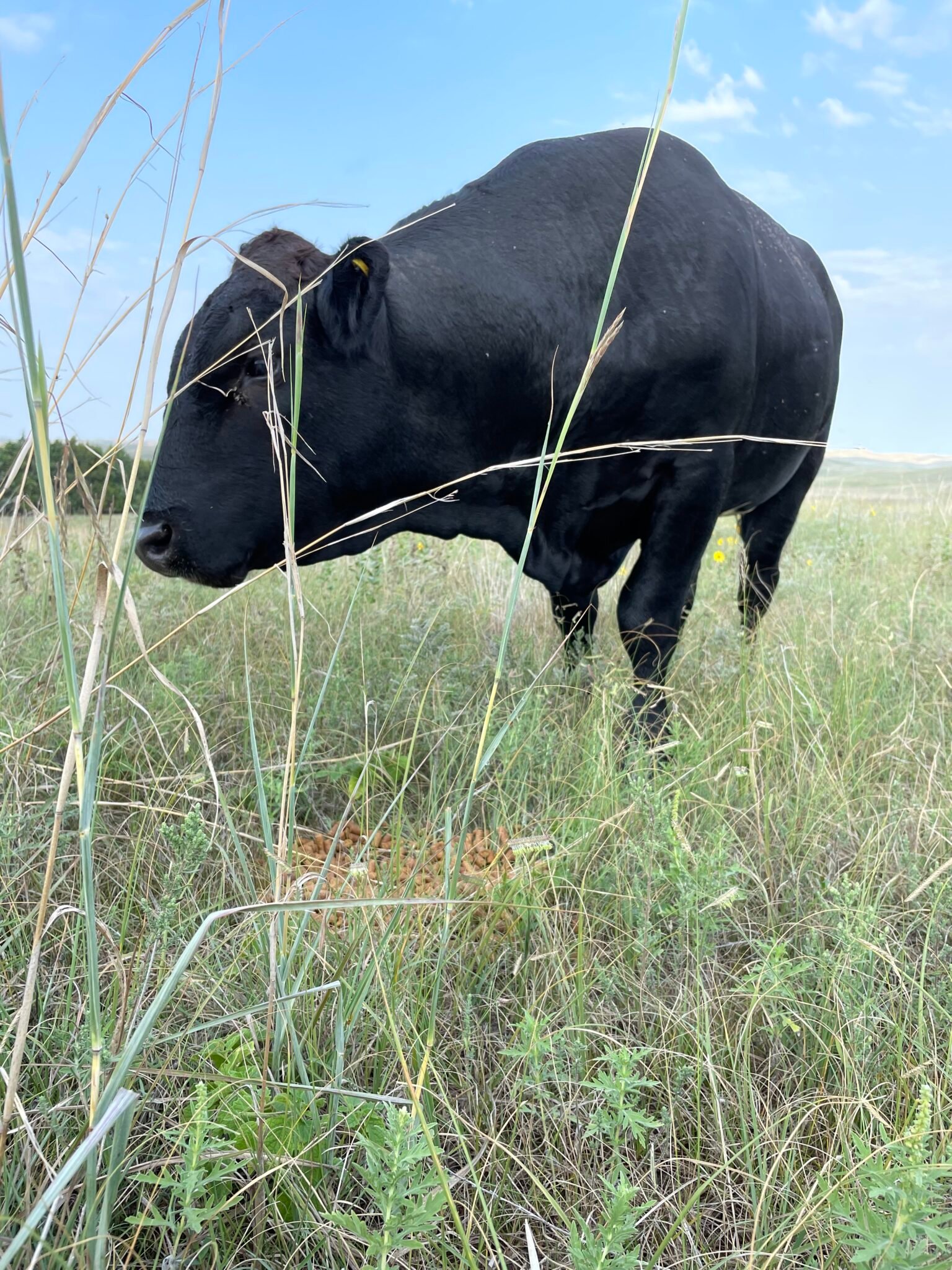Home - Morgan Ranch Show Cattle