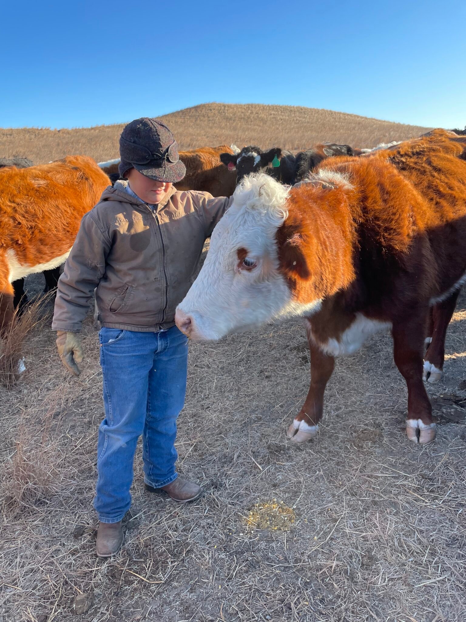 Home - Morgan Ranch Show Cattle
